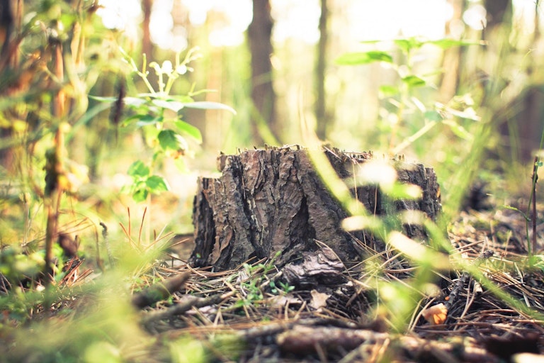 You Can Move React Js Root Component Around Arkency Blog